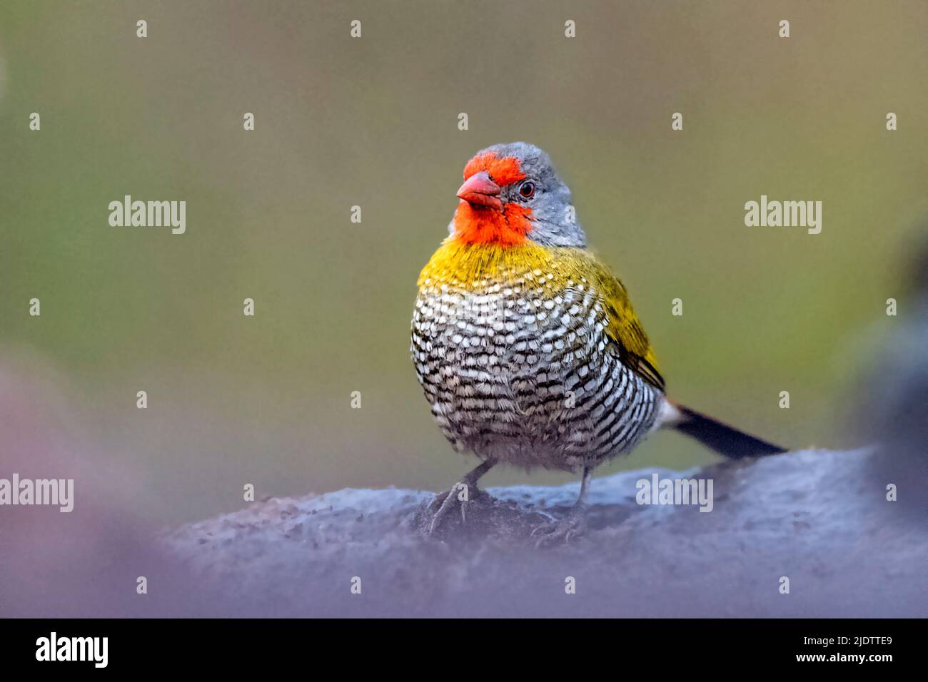 Green winged pyt hi-res stock photography and images - Alamy