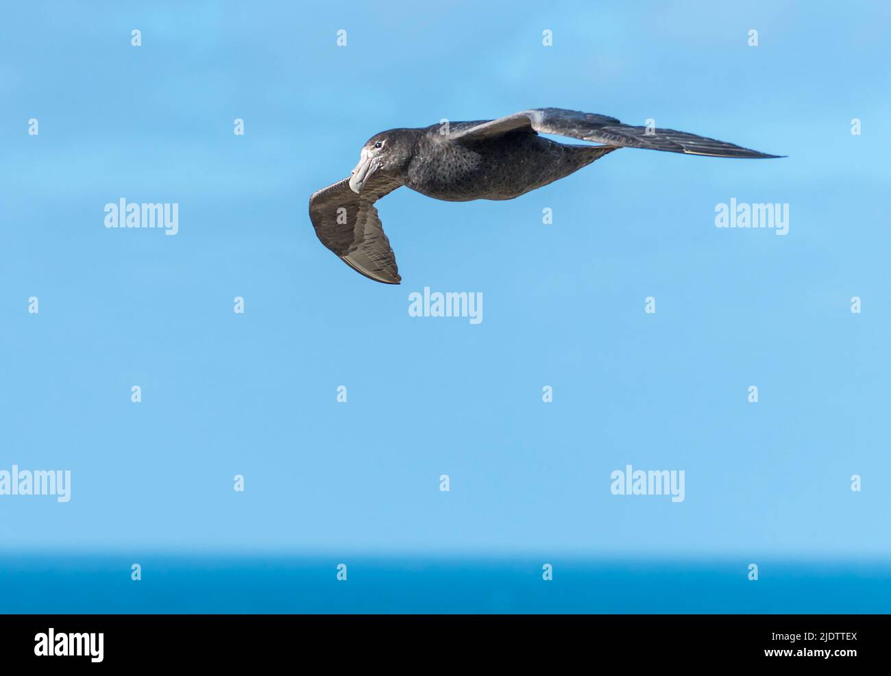 Southern Giant Petrel (Macronectes giganteus) from Saunders Island, the ...