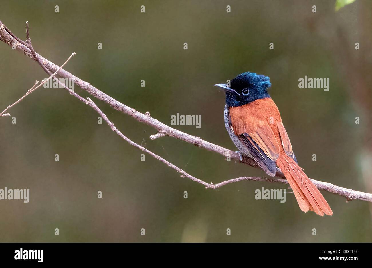 African paradise flycatcher (Terpsiphone viridis, female) from Maasai ...