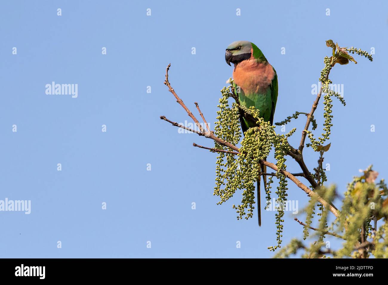 Red-breasted parakeet (Psittacula alexandri). Male from Kaziranga NP ...
