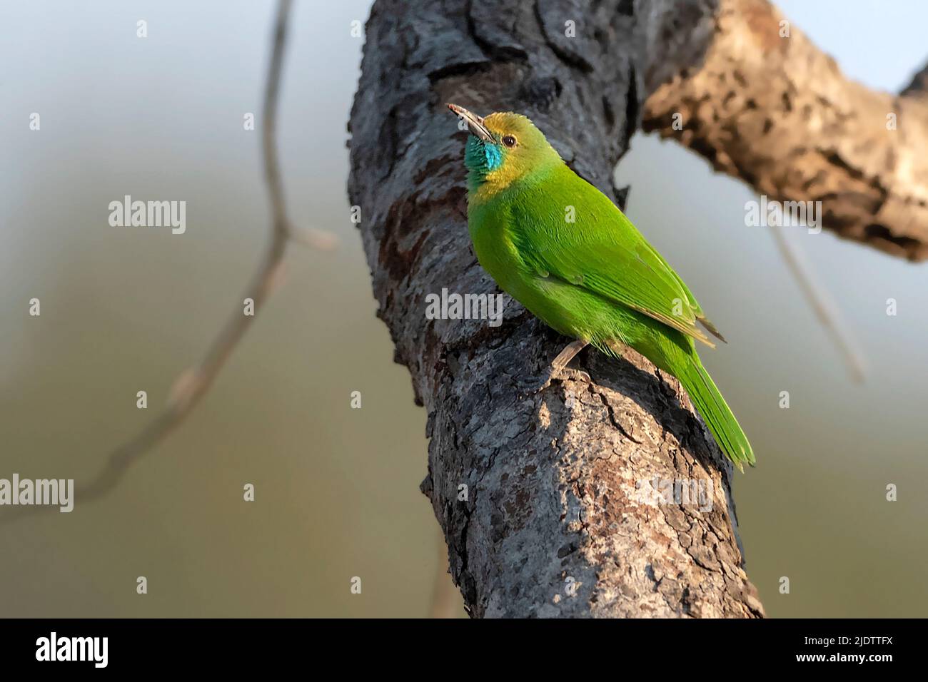 Jerdon's leafbird (Chloropsis jerdoni, juvenile) form Kanha National ...