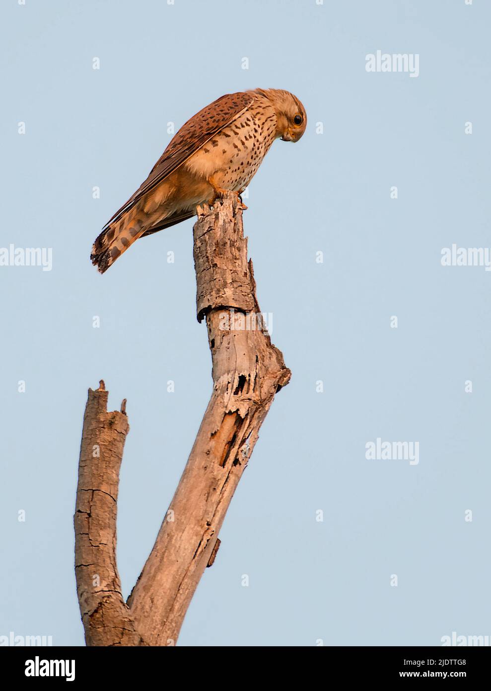 Madagascar kestrel (Falco newtoni) from berenty, southern Madagascar ...