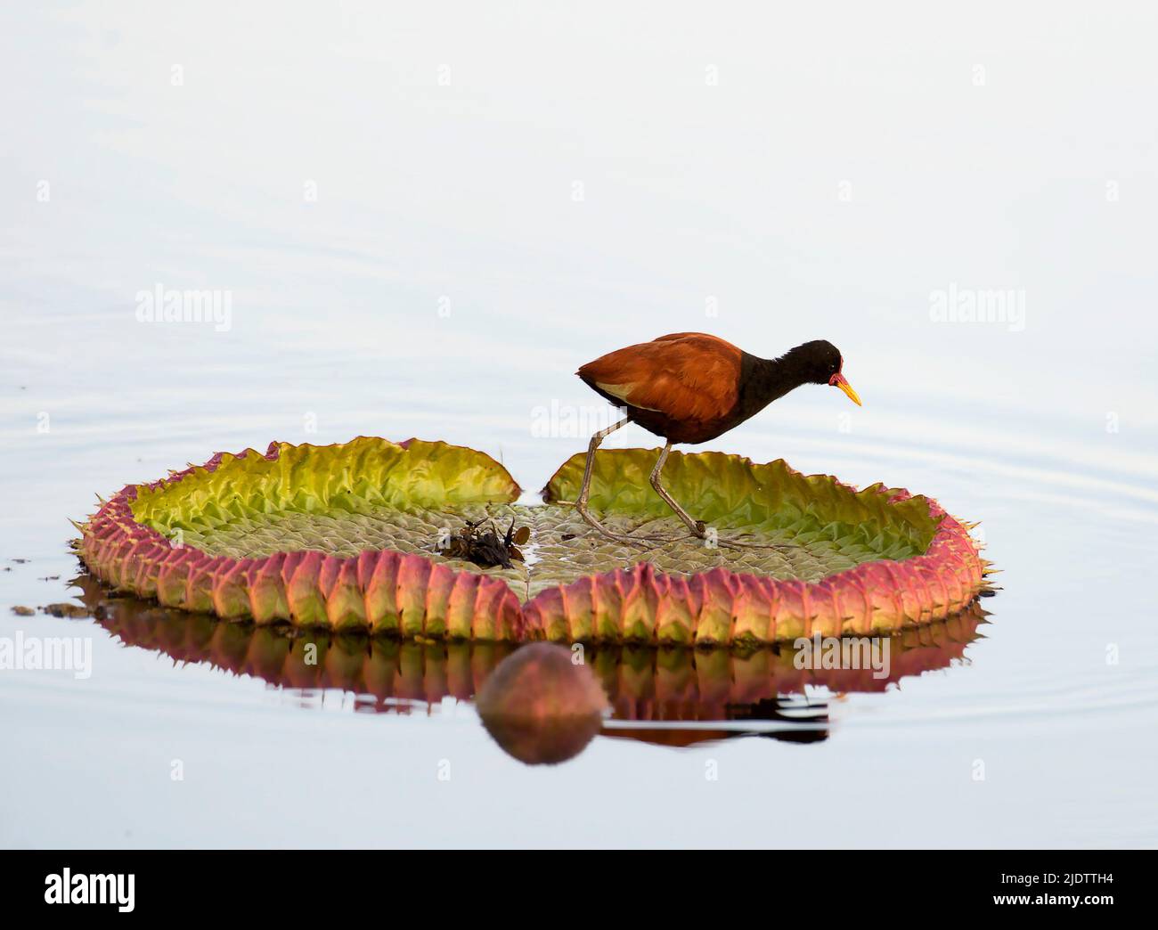 Vannplanter hi-res stock photography and images - Alamy