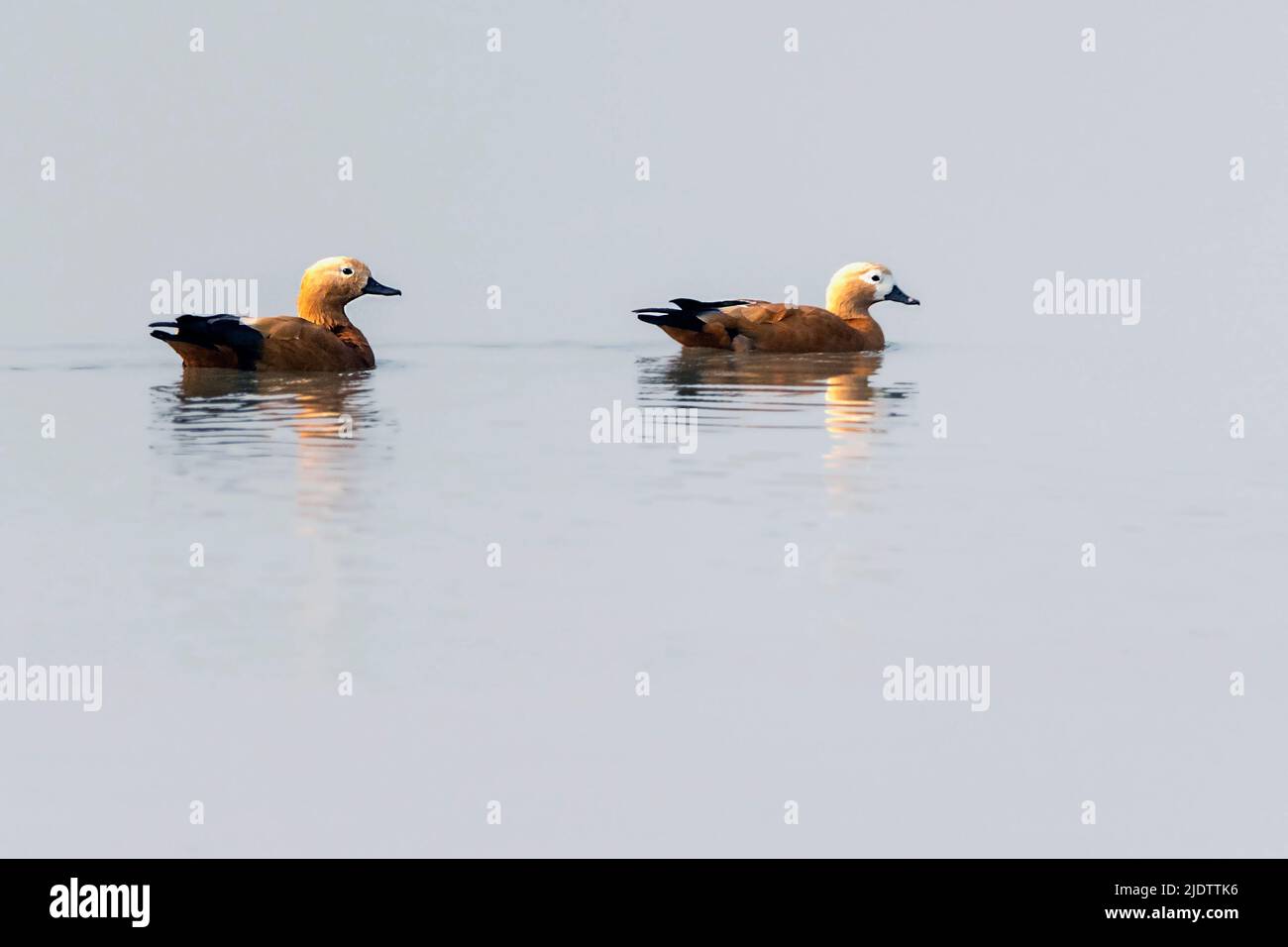 Pair of ruddy shelducks (Tadorna ferruginea) from Kaziranga national ...