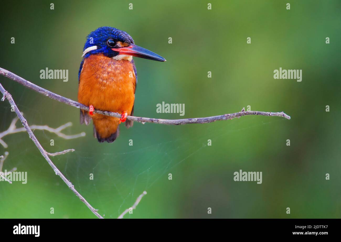 Blue-eared Kingfisher (Alcedo meninting) from Kinabatangan River, Sabah ...