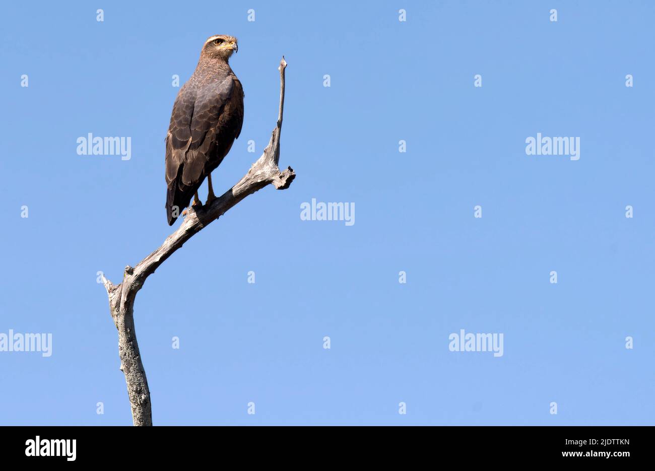 Savannah hawk (Buteogallus meriodionalis), Pantanal, Brazil Stock Photo ...