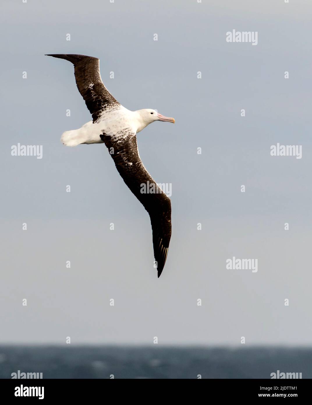 Southern Royal Albatross (Diomedea epomophora) in the Drake Passage ...
