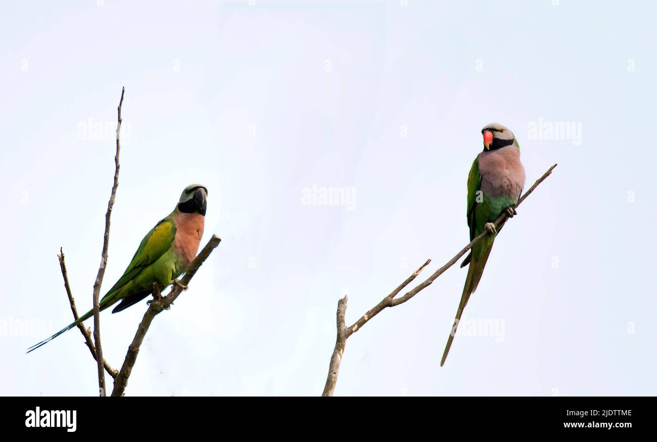 Red-breasted parakeets (Psittacula alexandri). Male (right) and female ...