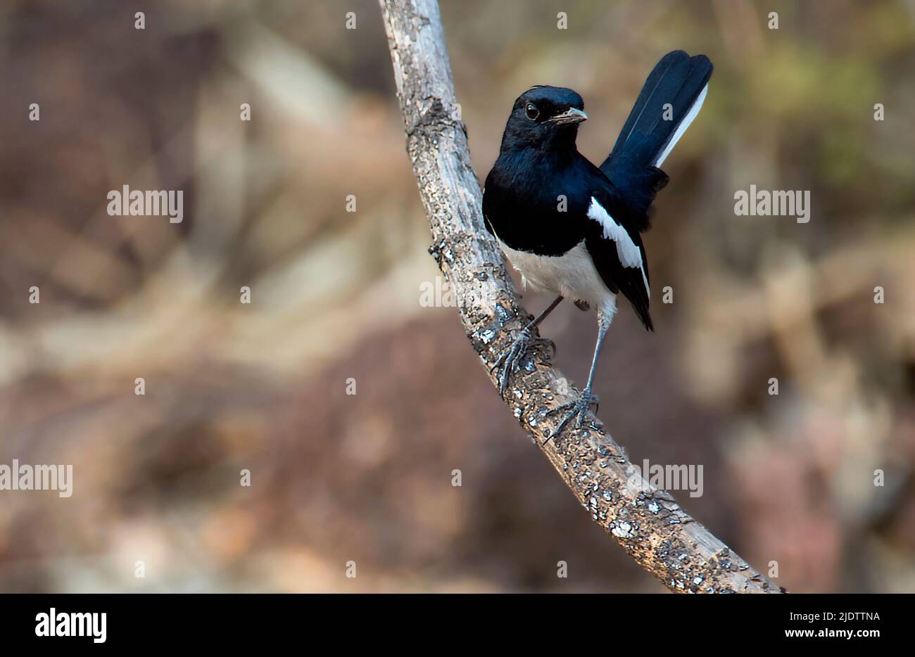Oriental magpie-robin (Copsychus saularis, male) from Tadoba NP, India ...