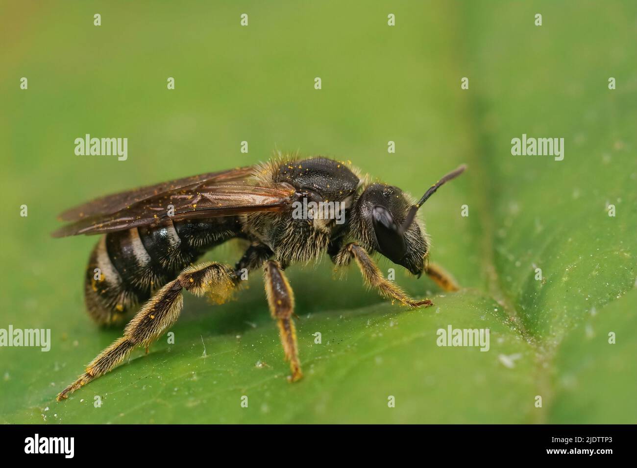 Closeup on a rare and endangered large dark colored furrow bee , Lasioglossum majus sitting on a ...