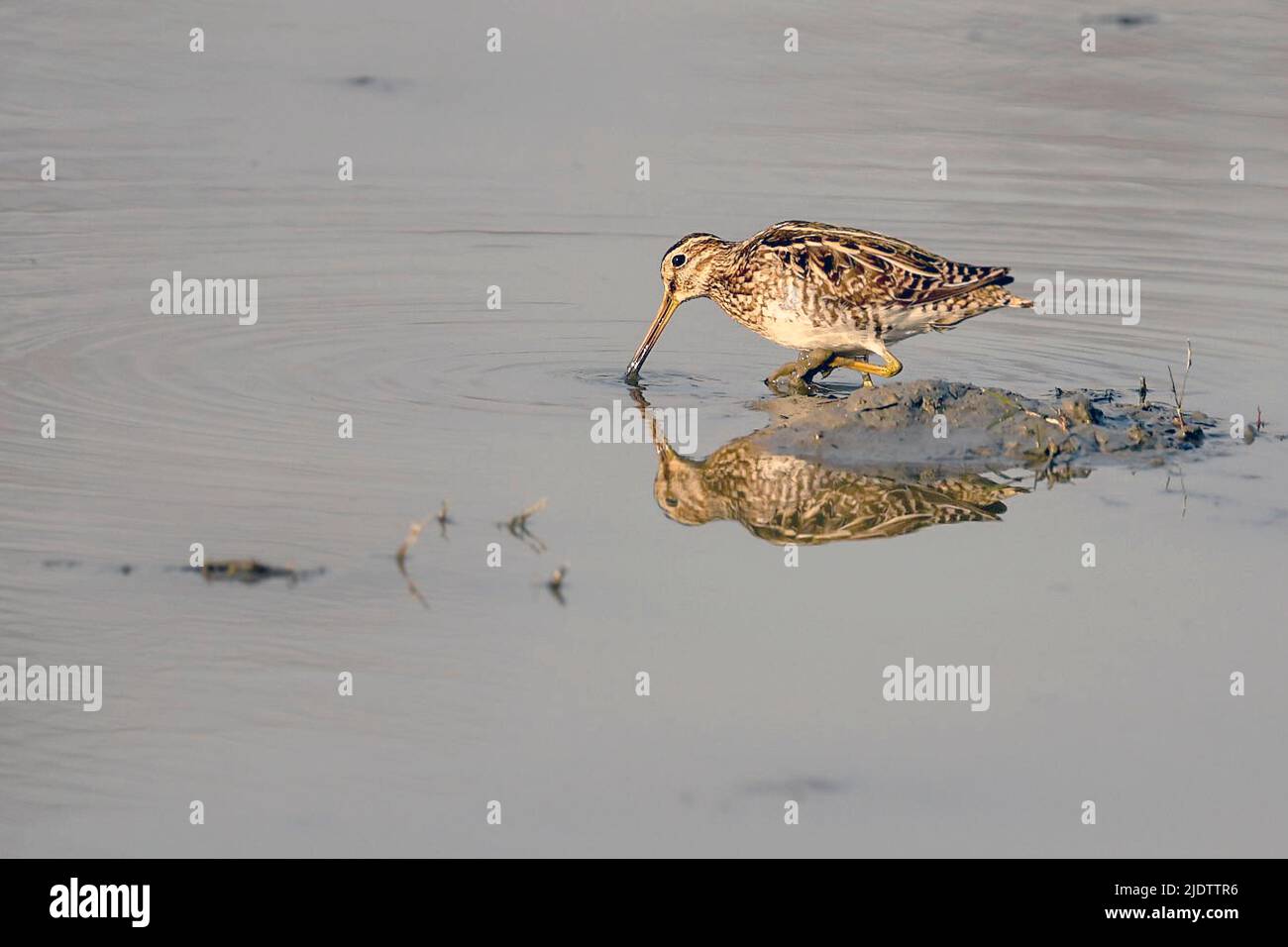 Common snipe (Gallinago gallinago) from Kaziranga National Park, Assam ...