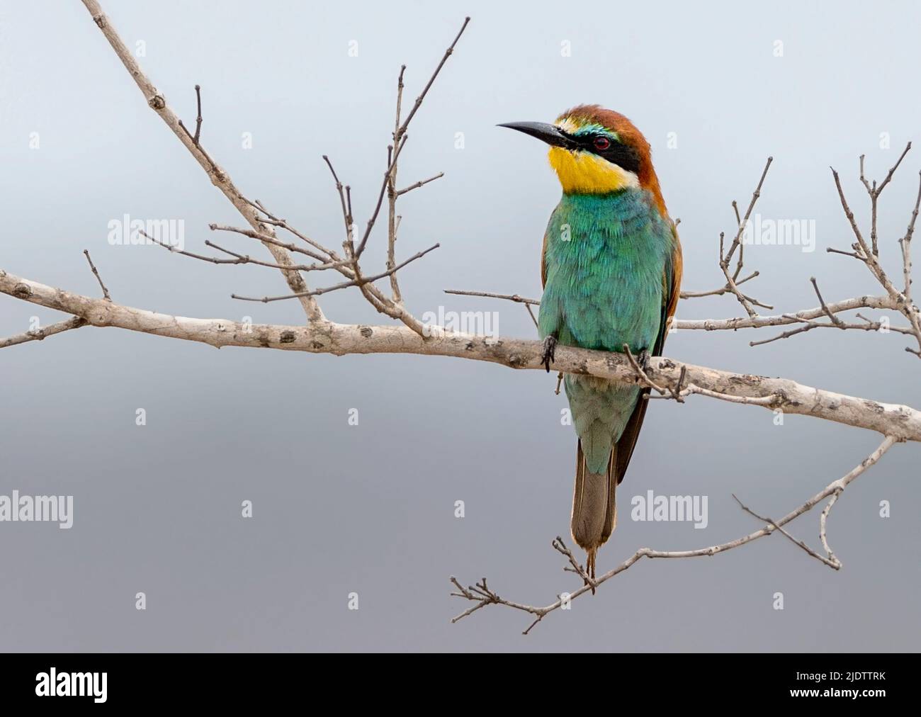 European bee-eater (Merops apiaster) from Kruger NP, South Africa, in ...