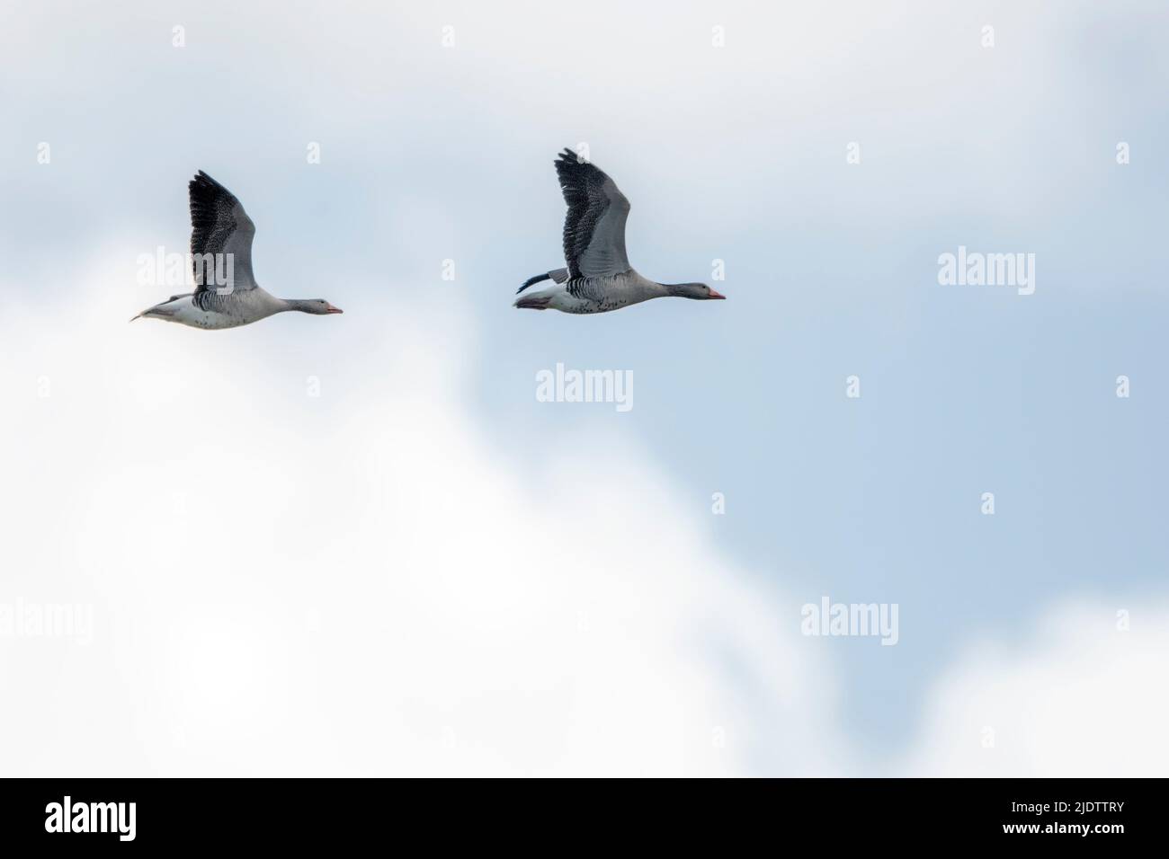 Pair of greylag geese (Anser anser) flying at Vejlerne, northern ...