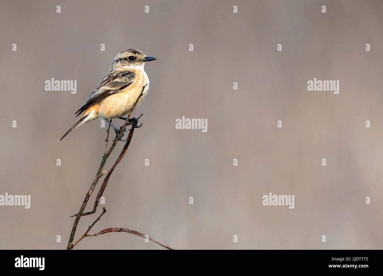 Female common stonechat (Saxicola torquatus) from Pench National Park ...