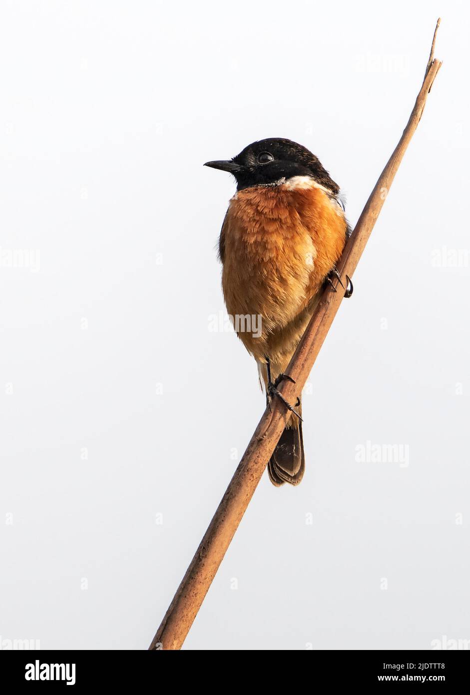 African stonechat (Saxicola torquatus, male) from Kaziranga National ...