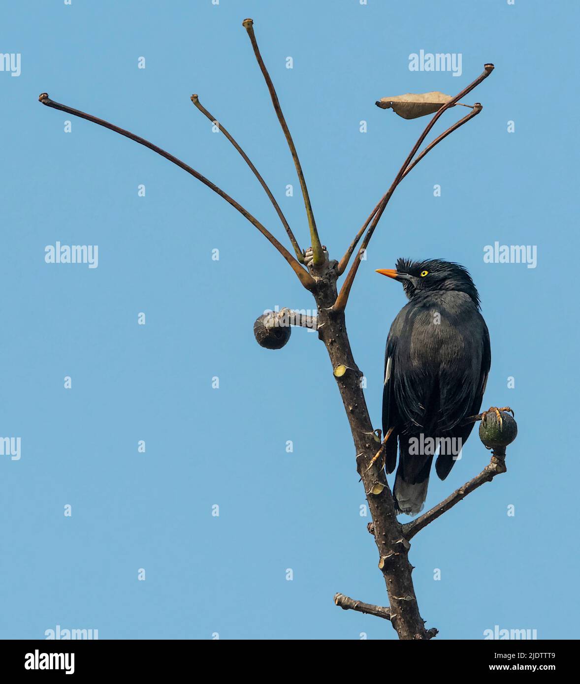 Jungle myna (Acridotheres fuscus) from Kaziranga National Park, Assam ...