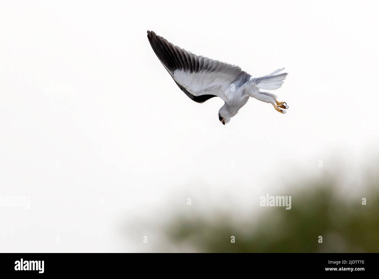 Black-winged Kite (Elanus caeruleus) preparing for an attack. Photo ...