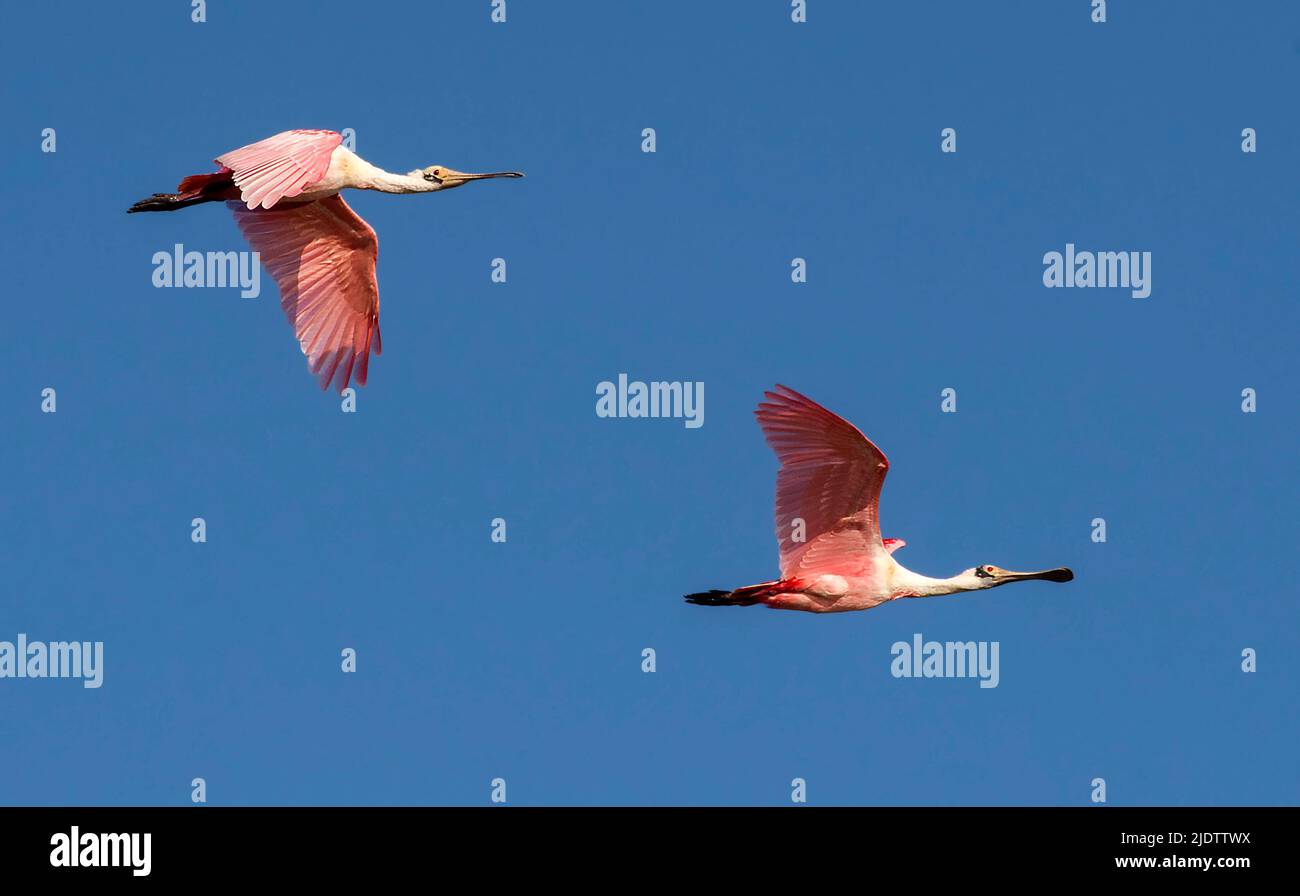 Skjestorker hi-res stock photography and images - Alamy