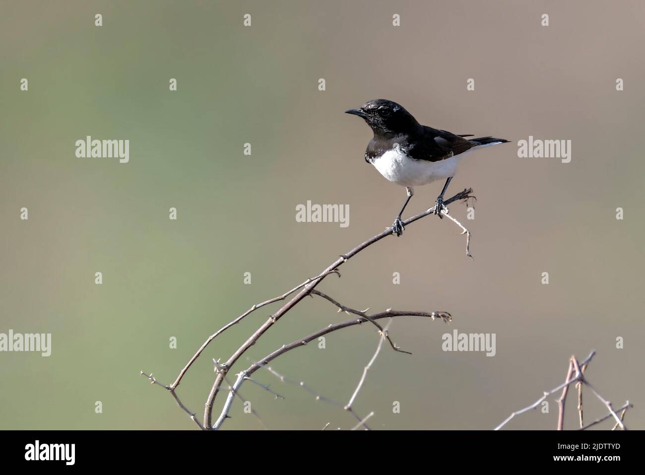 Variabel wheatear (Oenanthe picata) from Jawai-area, Rajasthan, India ...