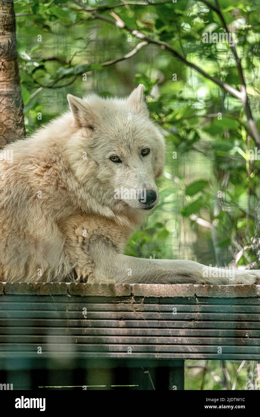Arctic wolf zoo hi-res stock photography and images - Alamy