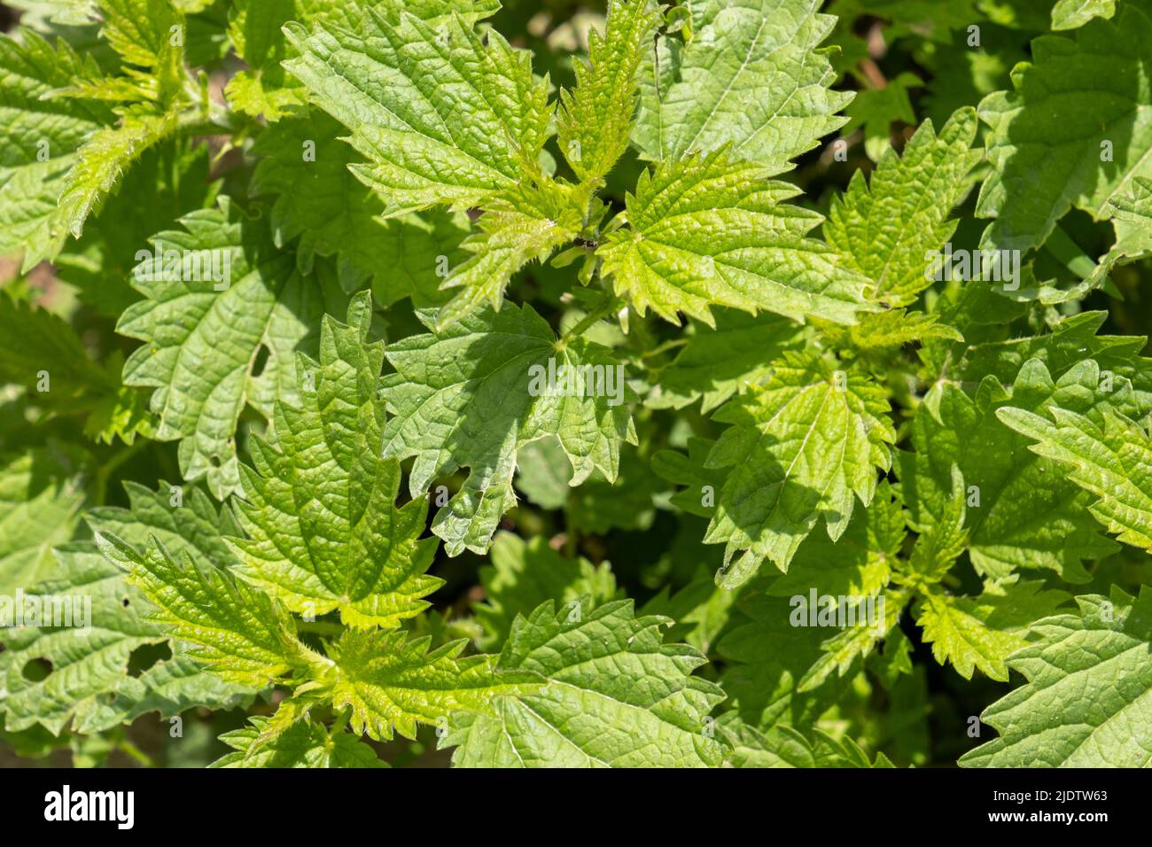 Early stinging nettle hi-res stock photography and images - Alamy
