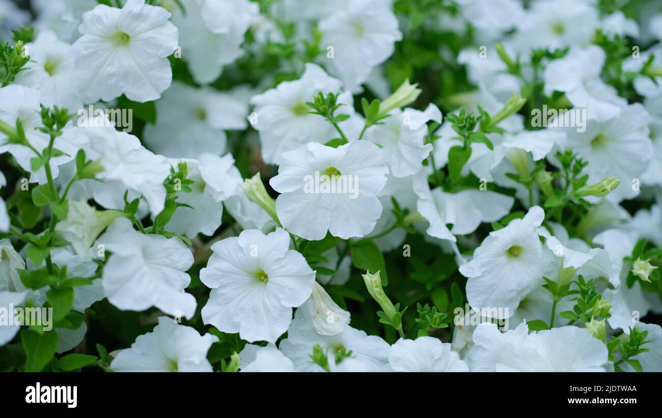White petunia flowers growing in garden closeup background Stock Photo ...