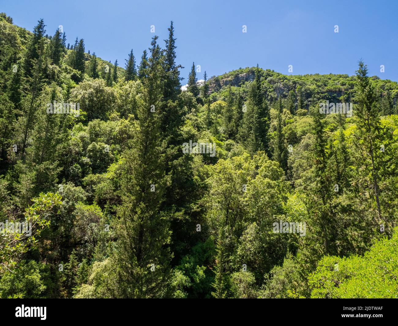 Olive trees greece hi-res stock photography and images - Alamy