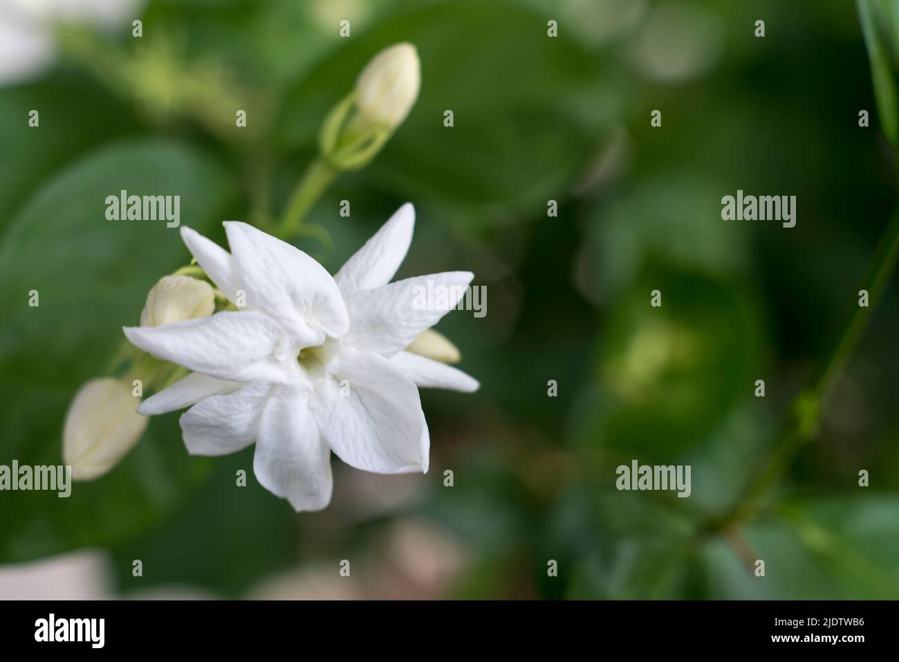 Fresh jasmine flowers in hi-res stock photography and images - Alamy