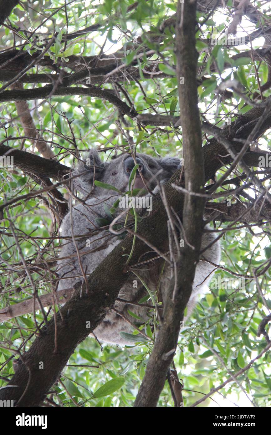 Koala in australien hi-res stock photography and images - Alamy