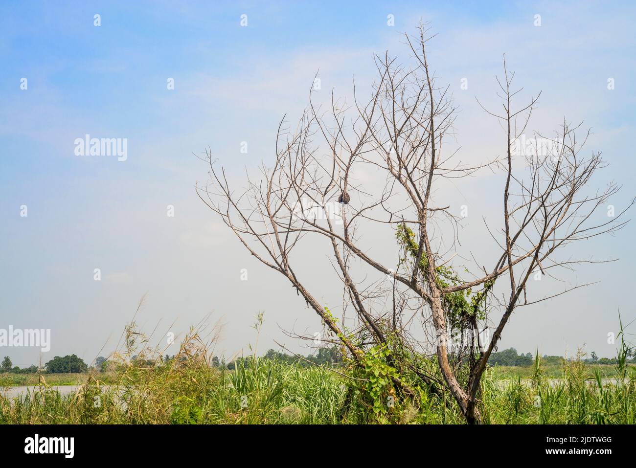 Dead grass under tree hi-res stock photography and images - Alamy