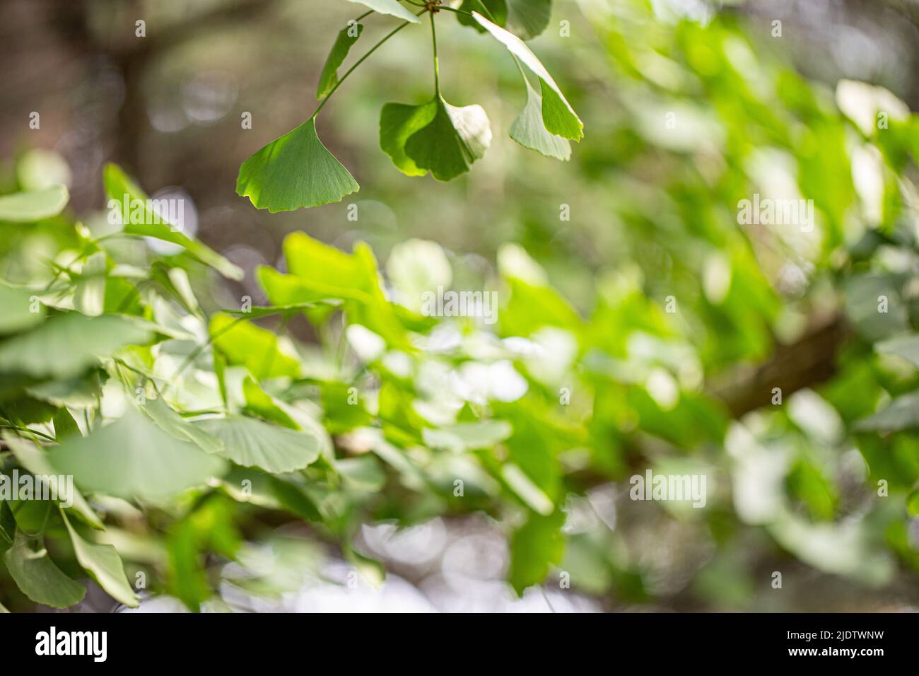 Outdoor Japanese ginkgo biloba leaves, Closeup Stock Photo - Alamy