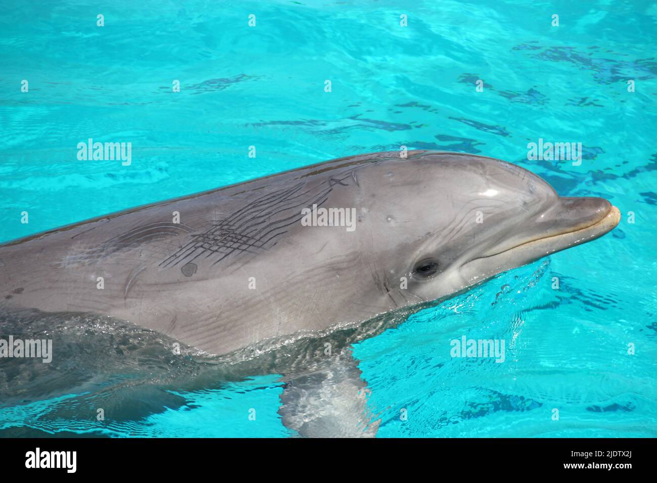 dolphin in a zoo in france Stock Photo - Alamy