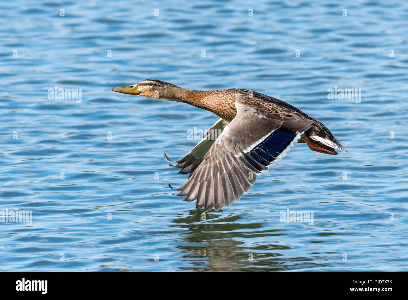 Female Mallard duck or hen flying over water, BIF or bird in flight ...