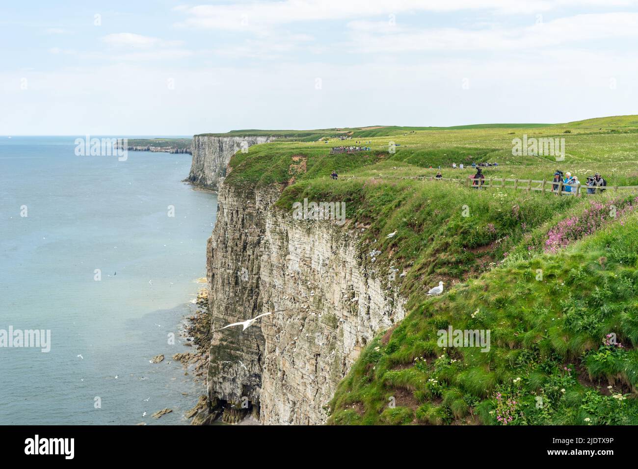 RSPB Bempton Cliffs, nature reserve home to many types of sea birds who ...