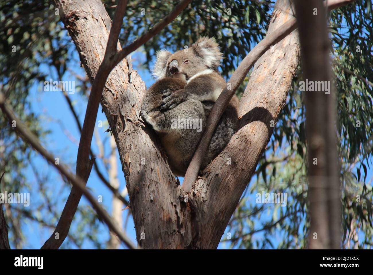 Koala in australien hi-res stock photography and images - Alamy