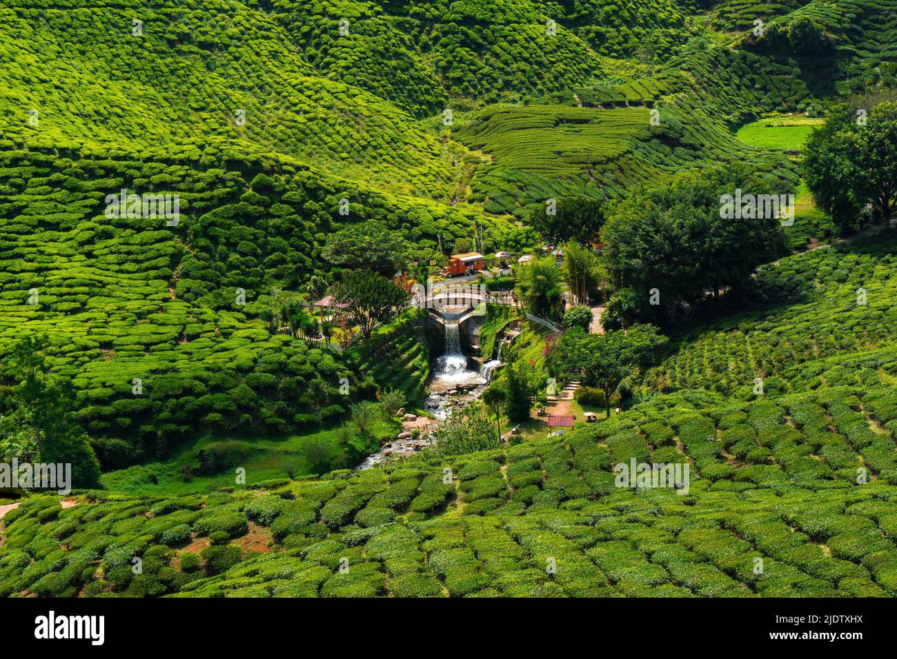 Tea Plantation Cameron Highlands (Cameron Valley Stock Photo - Alamy