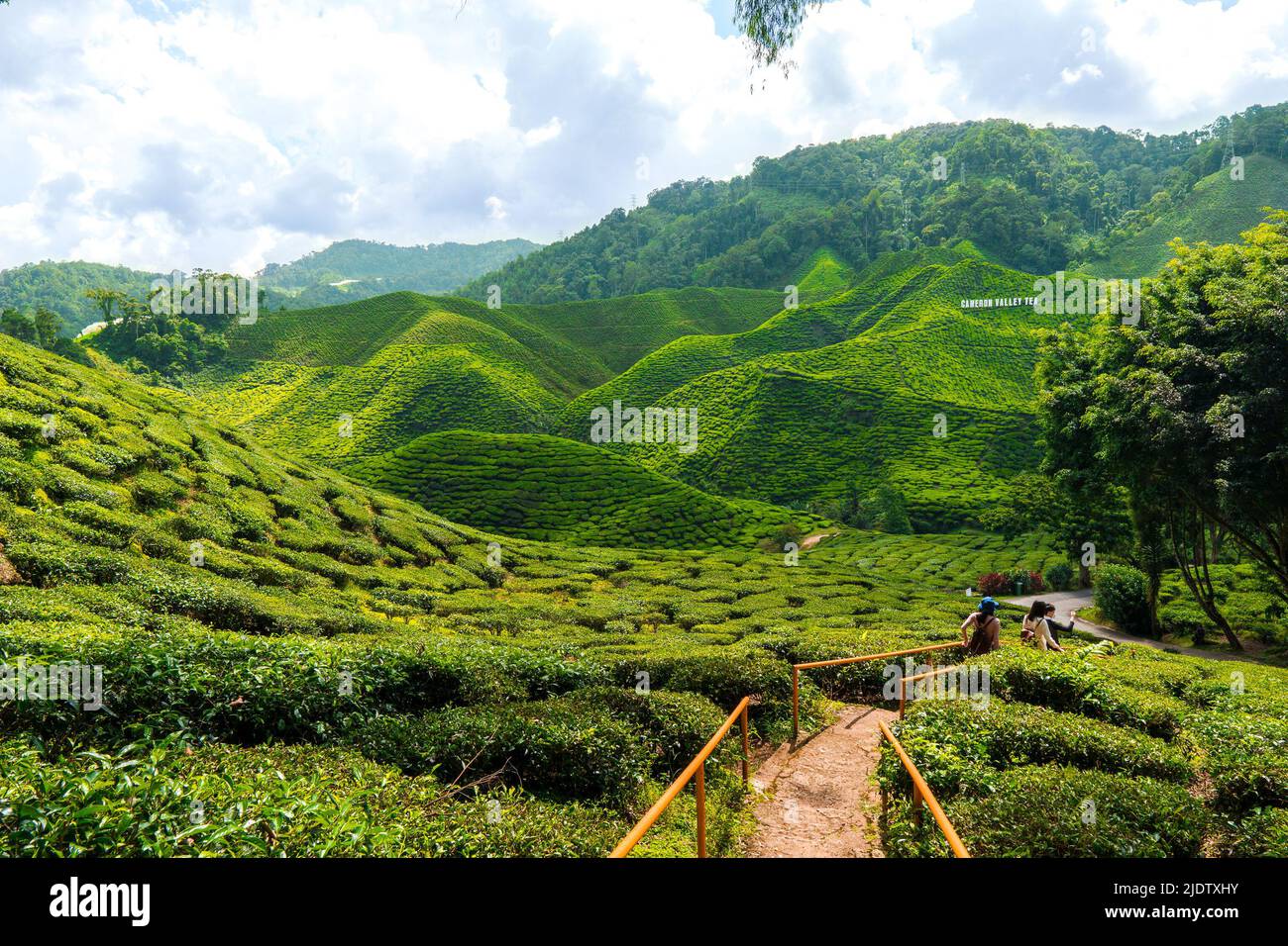 Tea Plantation Cameron Highlands (Cameron Valley Stock Photo - Alamy