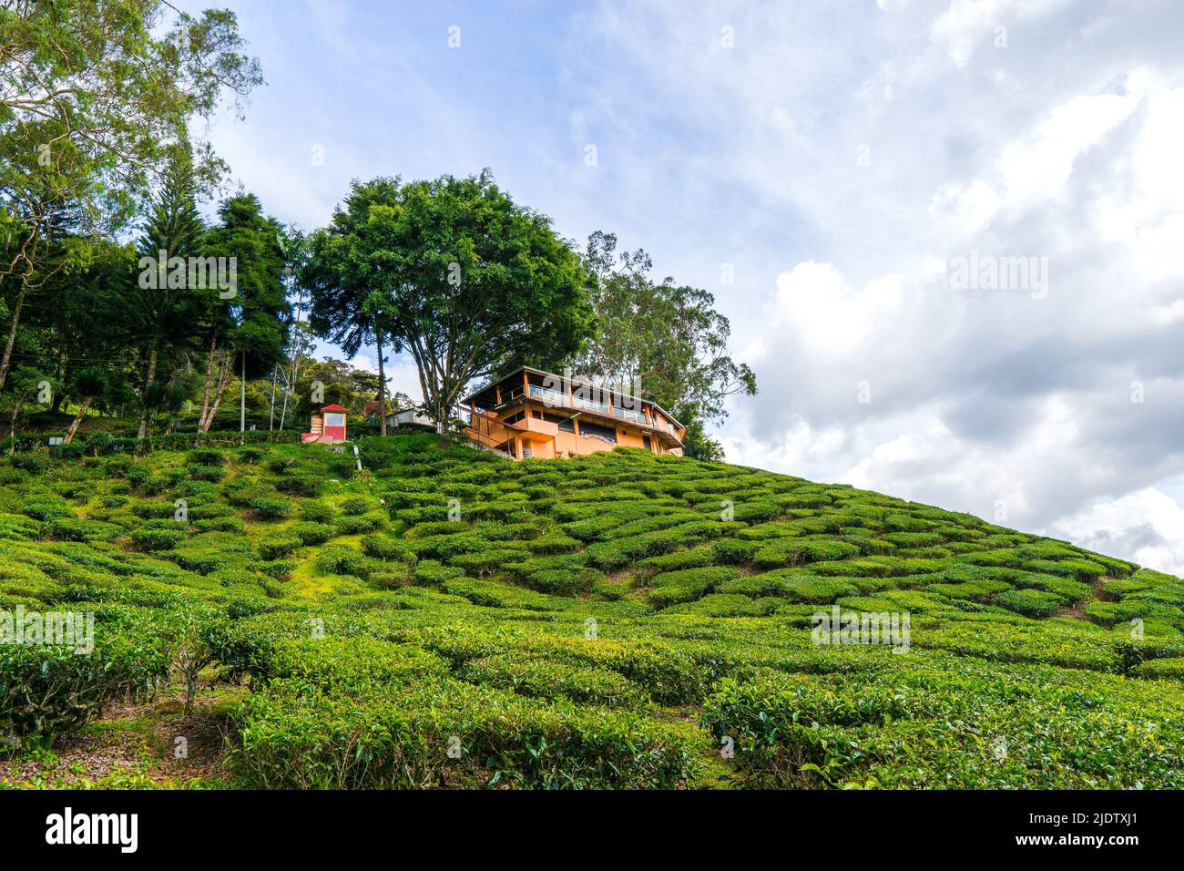 Tea Plantation Cameron Highlands (Cameron Valley Stock Photo - Alamy
