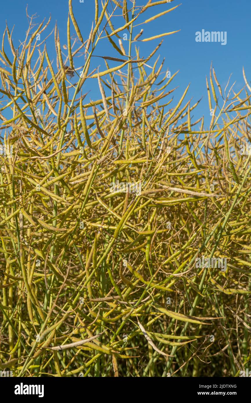 Ripe canola pods ready to harvest. Agricultural field of rapeseed or ...
