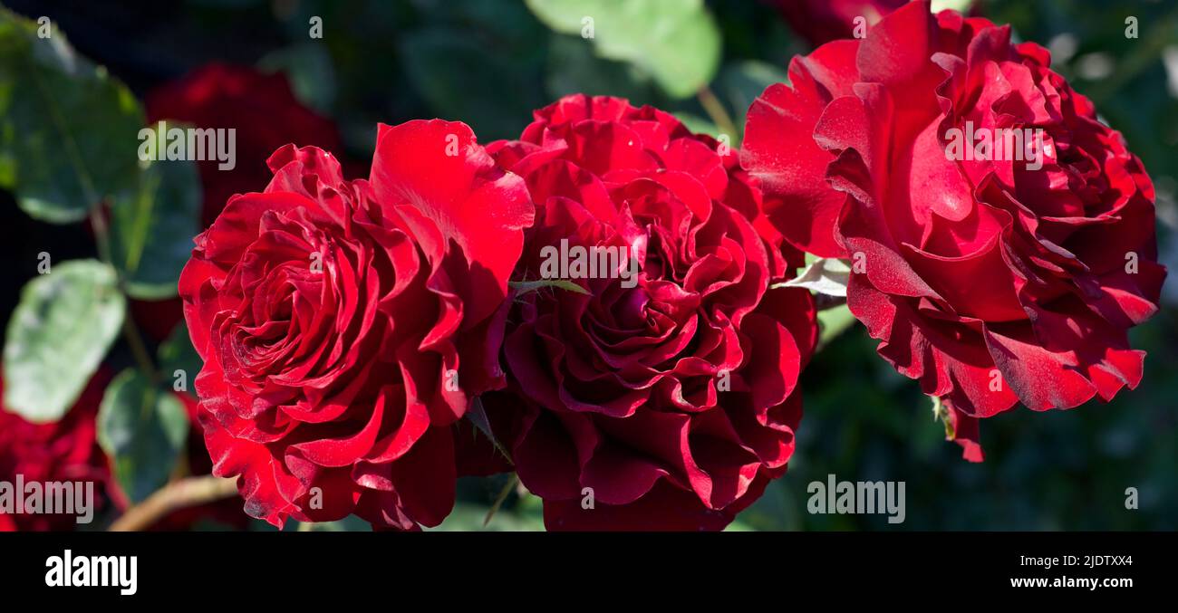 Red roses. Anniversary. Congratulation. Invitation. Congratulation ...