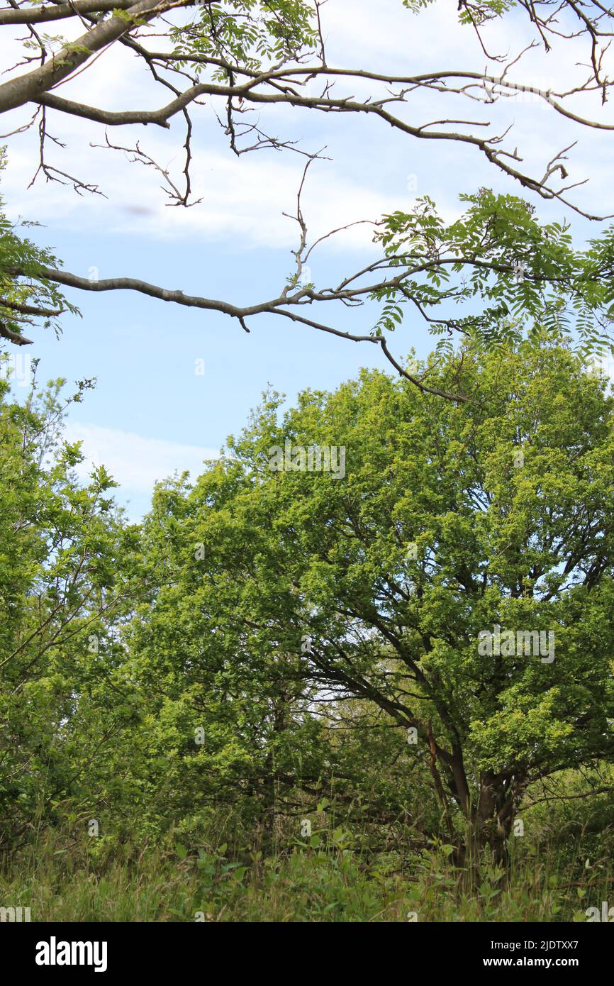 Cloudy sky with beautiful natural forest and agricultural landscape ...