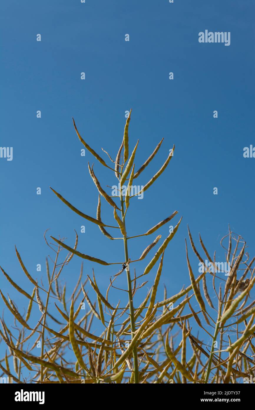 Ripe canola pods ready to harvest. Agricultural field of rapeseed or ...