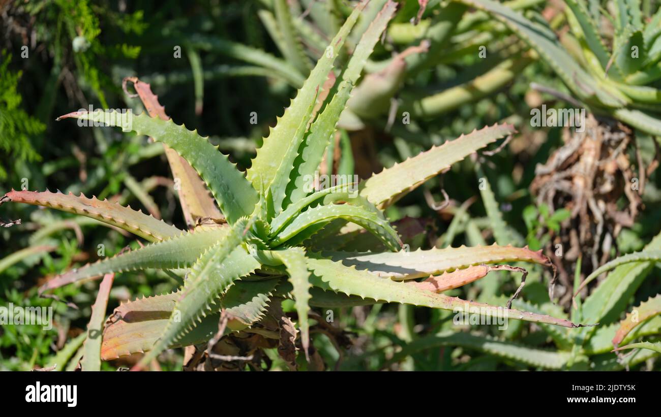 Aloe vera plant growing in garden closeup background Stock Photo - Alamy
