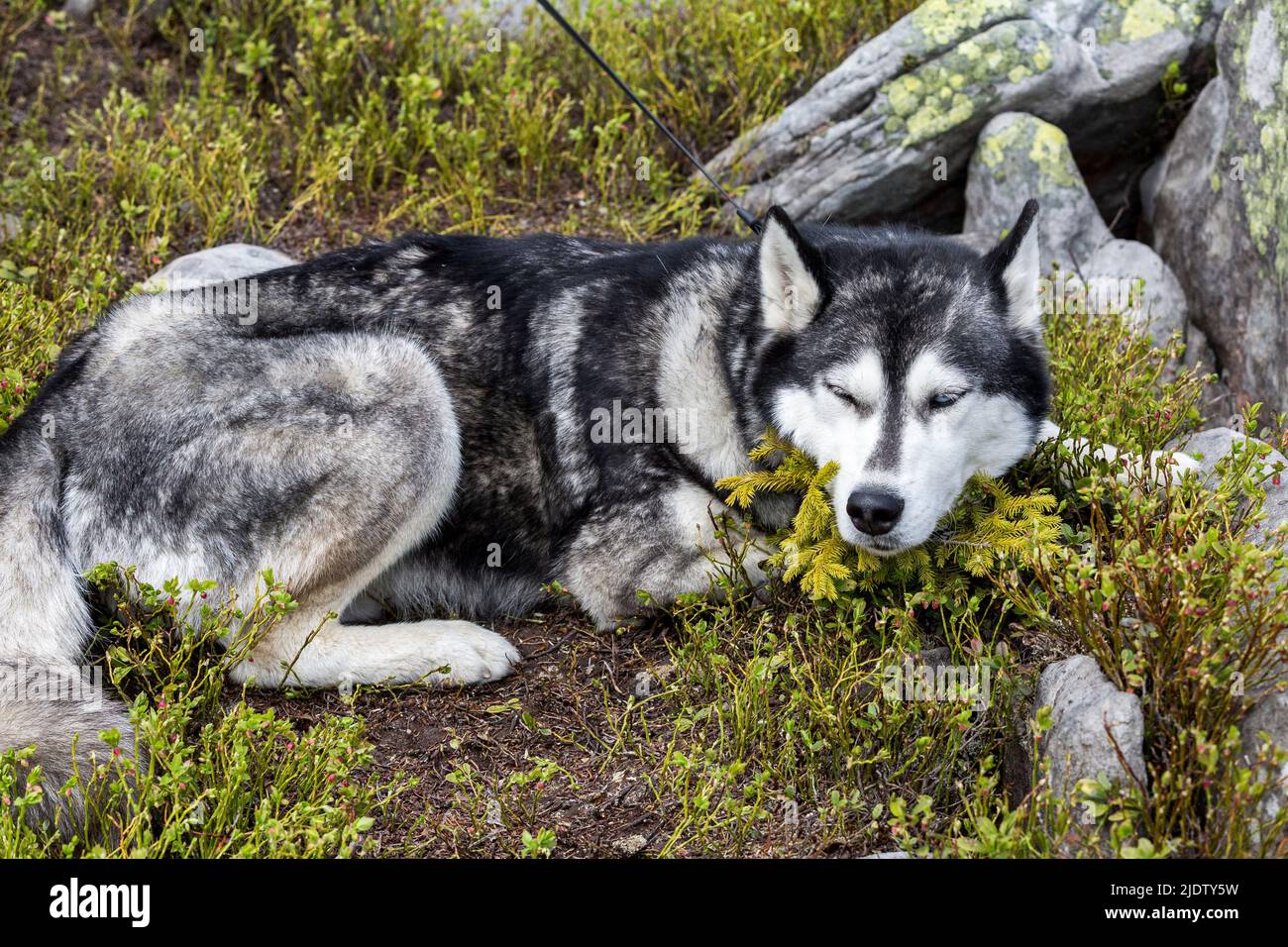 Beautiful gray Siberian Husky sleeping in the forest background. A dog ...