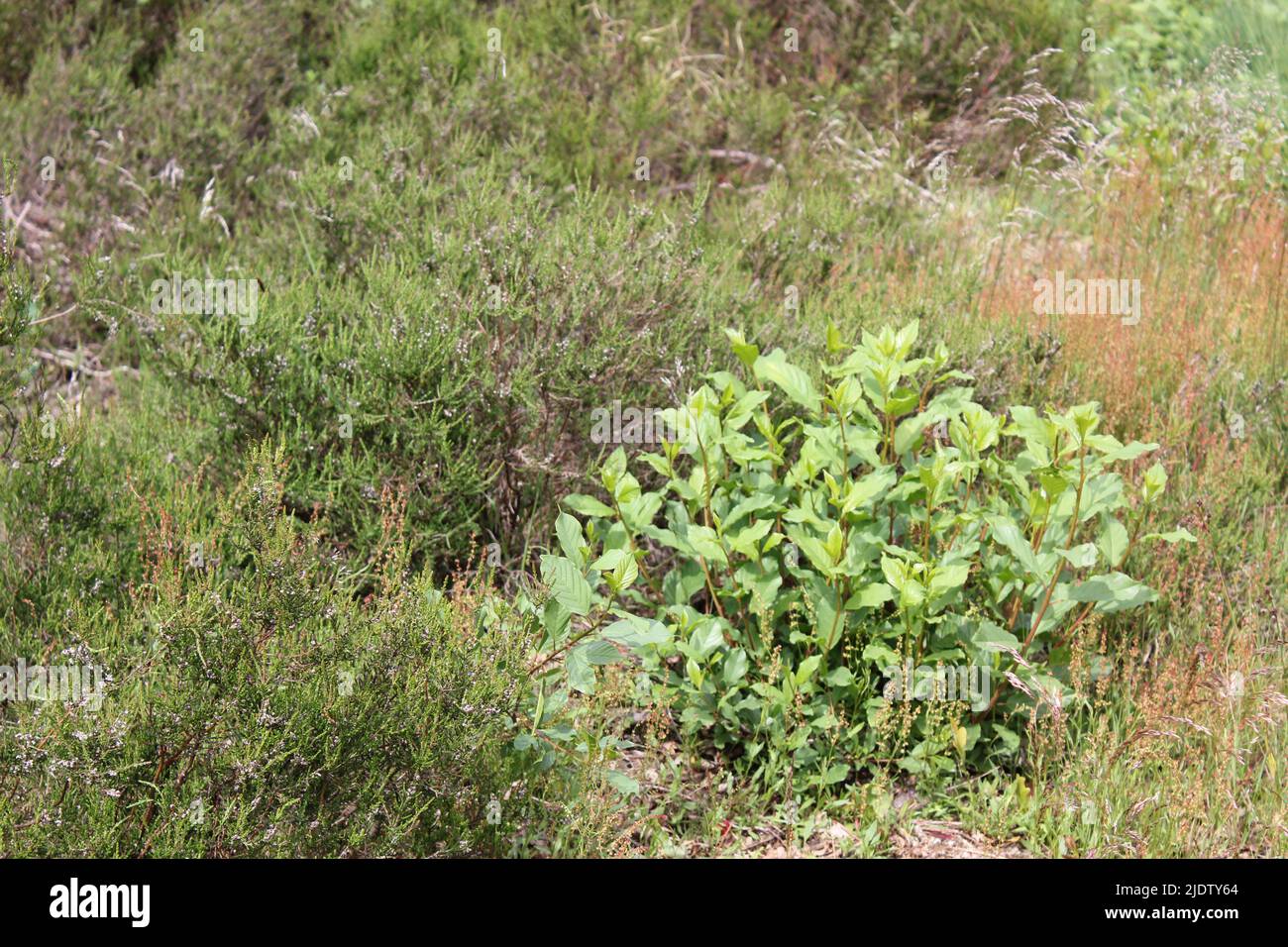 North German agricultural and natural field with flowers forest meadow ...