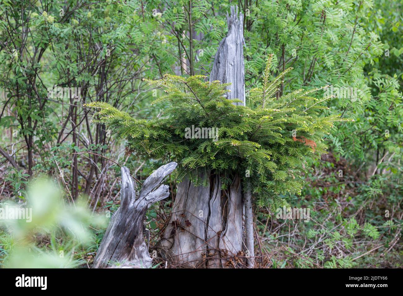 A small Christmas tree in thickets of old grass, old stump and wild ...