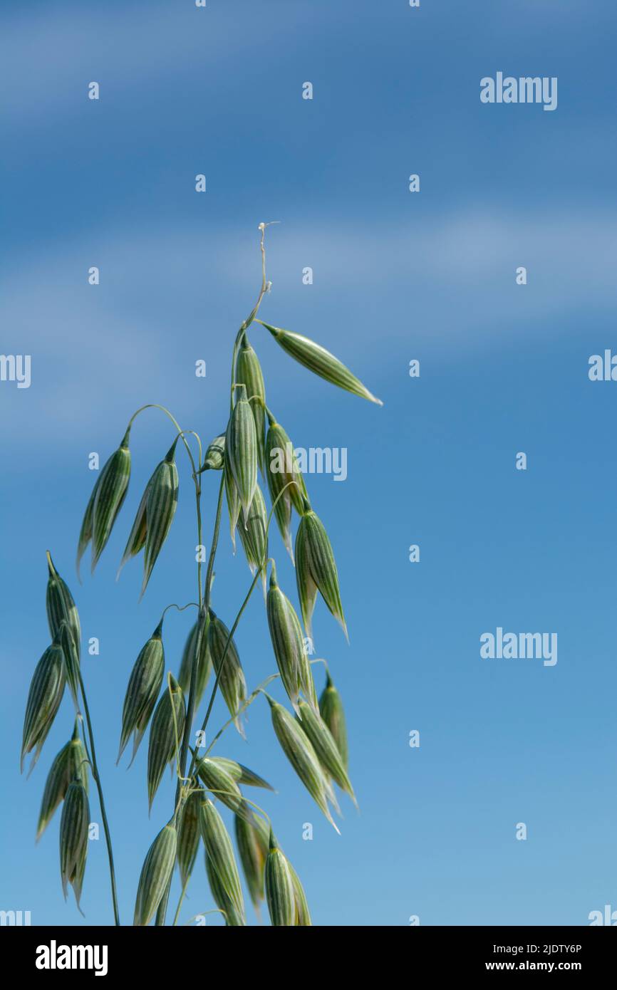Green oat (Avena sativa) or common oat in the agricultural field in the ...