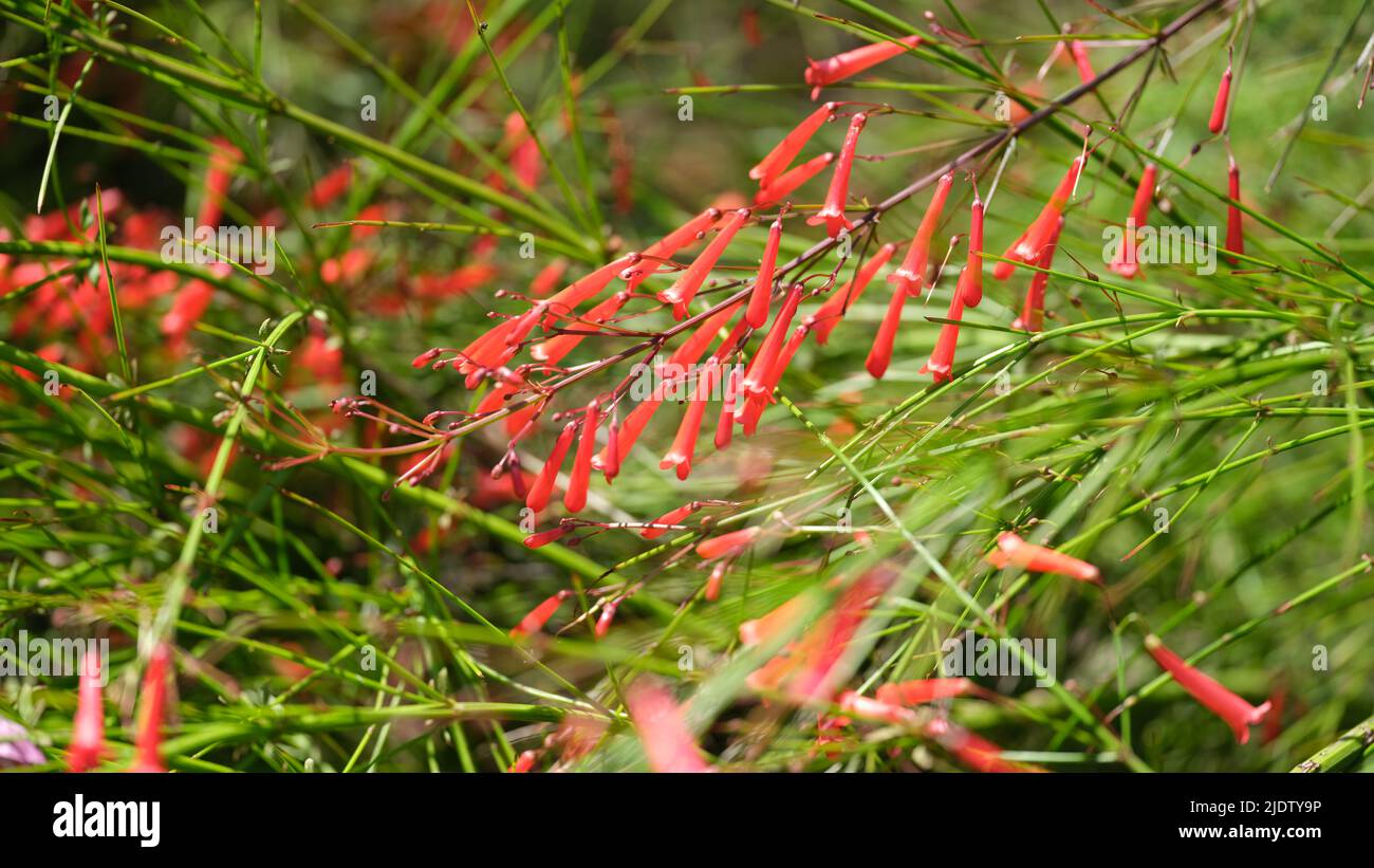 Red small bells growing in garden closeup background Stock Photo - Alamy