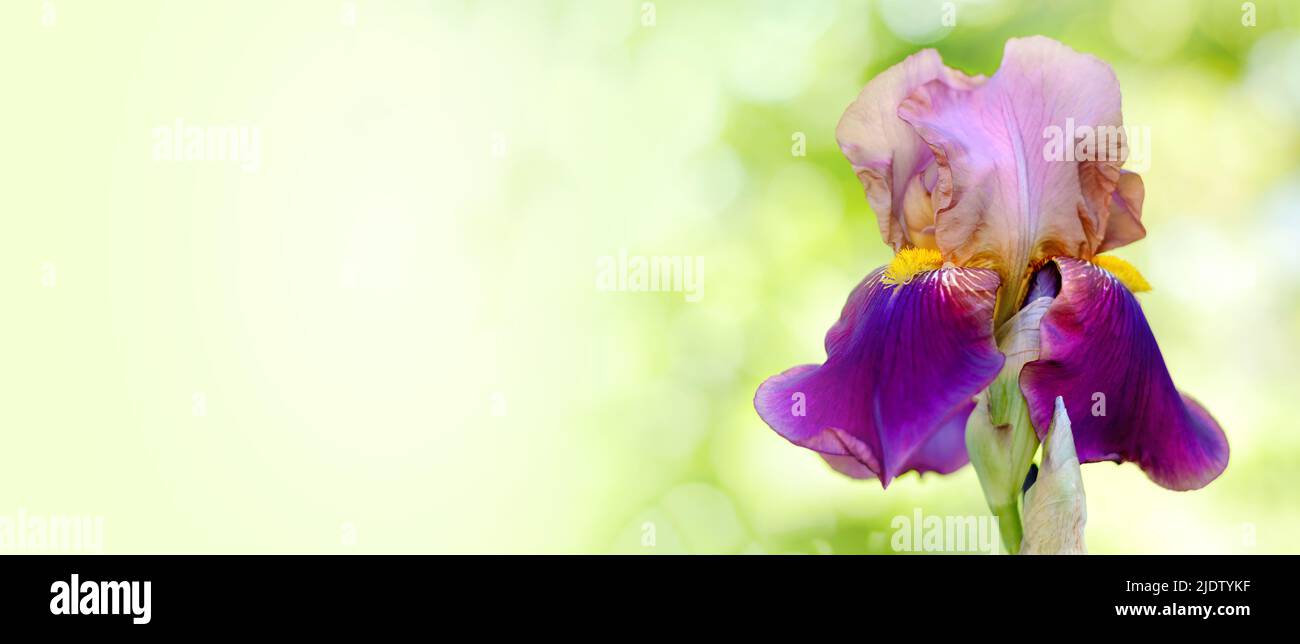 Spring nature background with beautiful iris flower. Banner. Copy space ...