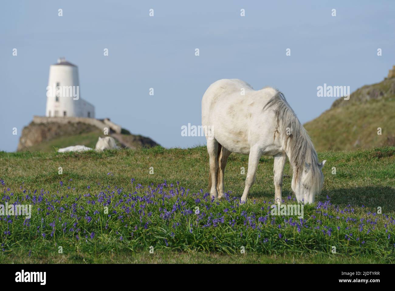 Lighthouse, Llanddwyn Island, Newborough, Anglesey Stock Photo - Alamy